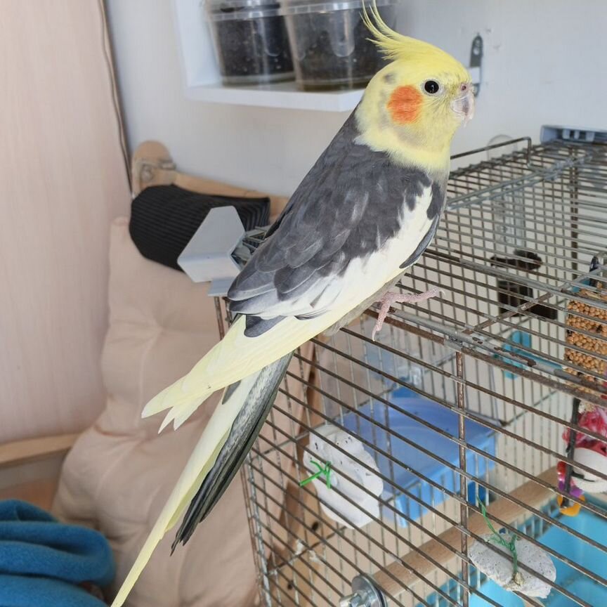 Попугай корелла с клеткой