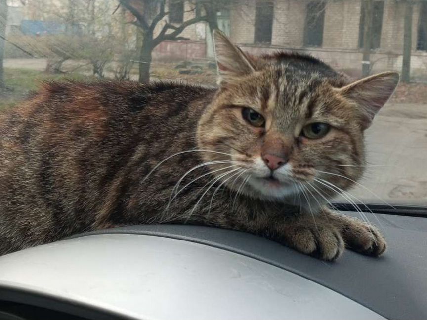 Брошенные котики "Оттуда"