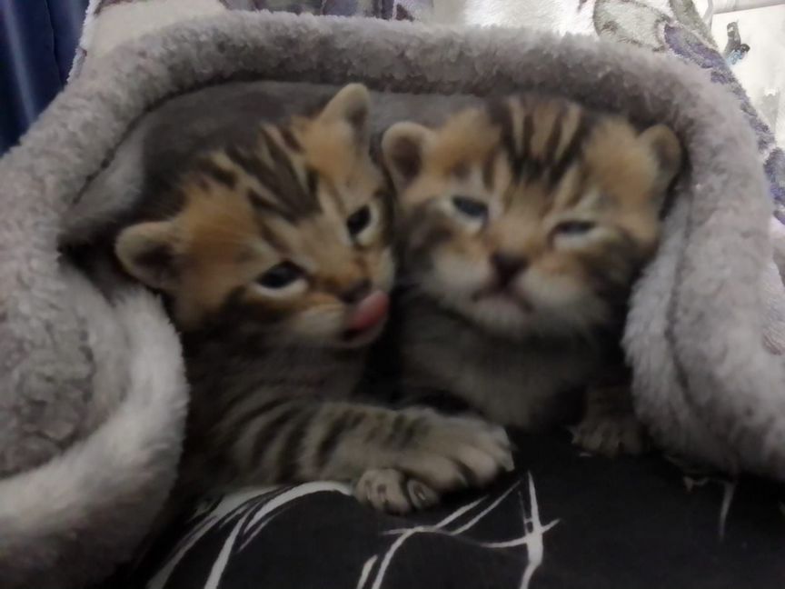 Кошка