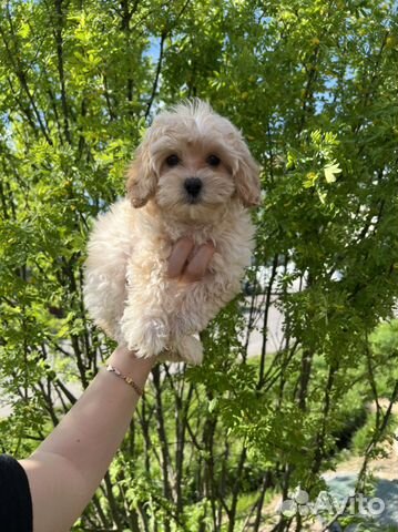 Мальтипу ф1 кукольная малышка ваниль карамель