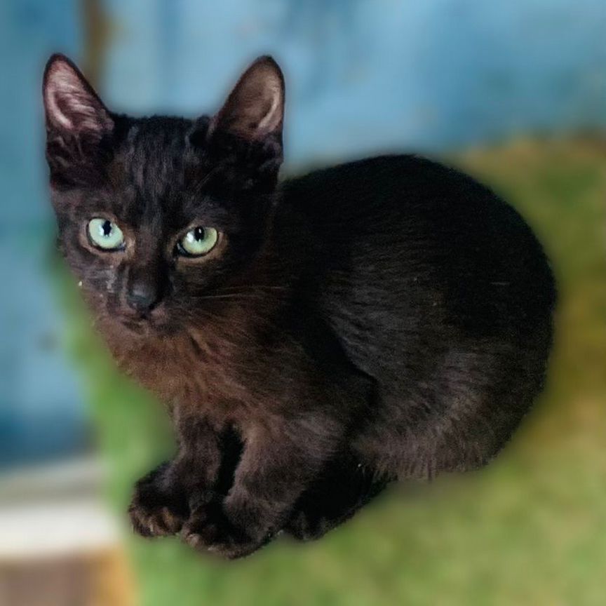 Глаза изумруд