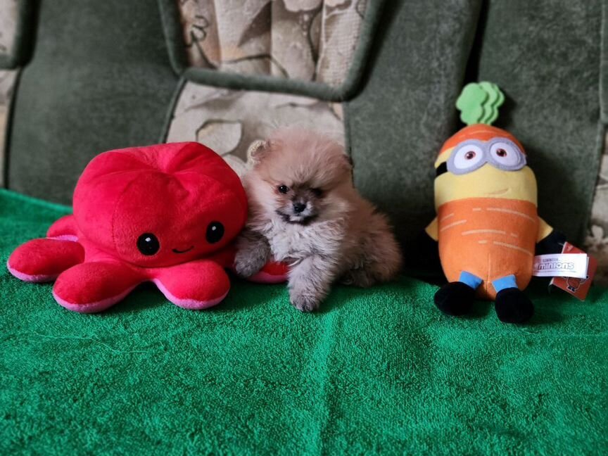 Собаки щенки шпиц