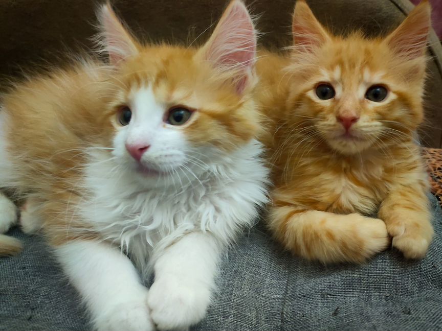 Котята мейн-кун