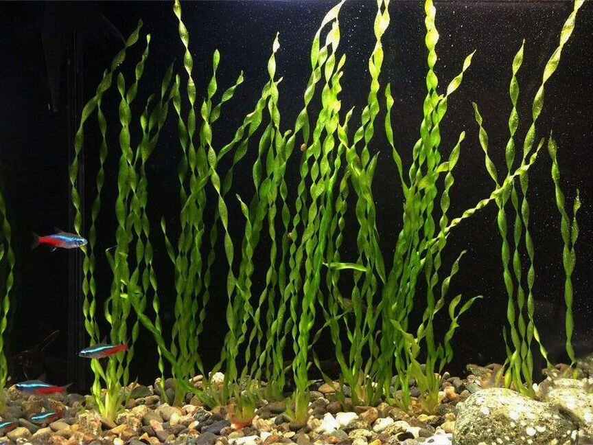 Растения для аквариума