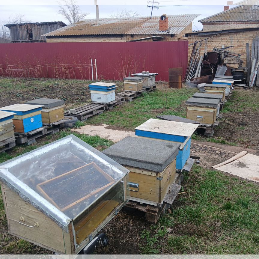 Продам пчелосемьи зимовалые рамка рут