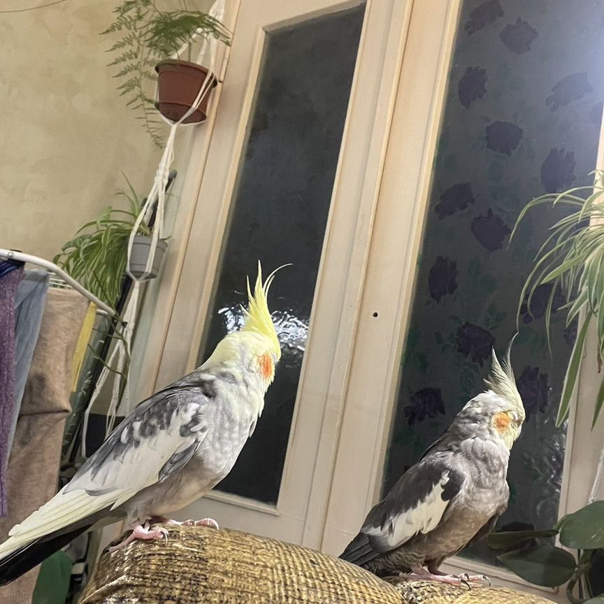 Попугай корелла