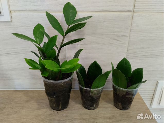 Замиакулькас комнатные растения долларовое дерево купить в Самаре ...