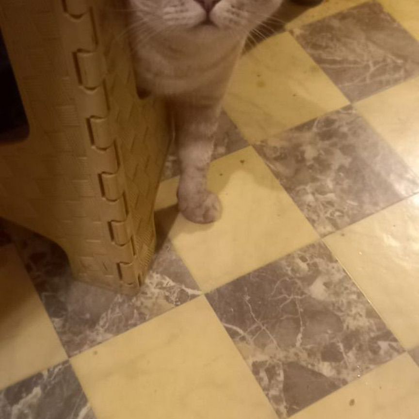 Отдам котика в добрые руки