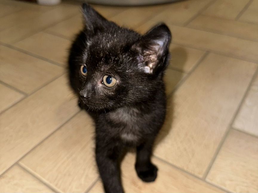 Котята
