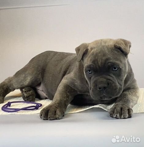 Кане Корсо - прекрасные серые тигры