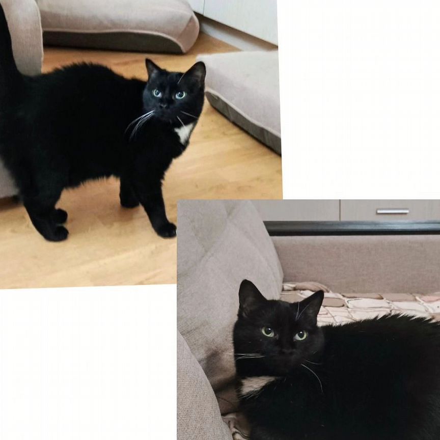 Норочка ищет дом