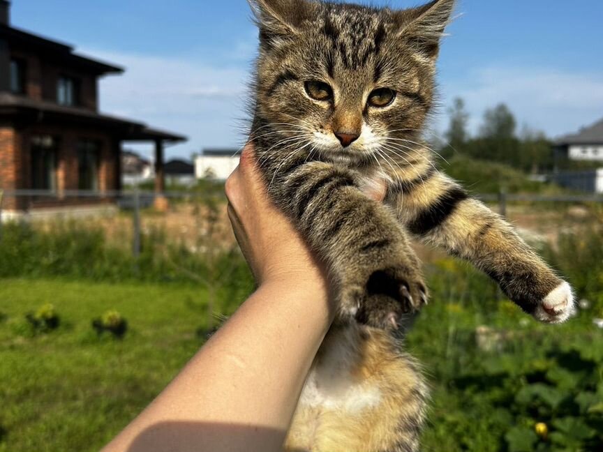 Котята в добрые руки бесплатно