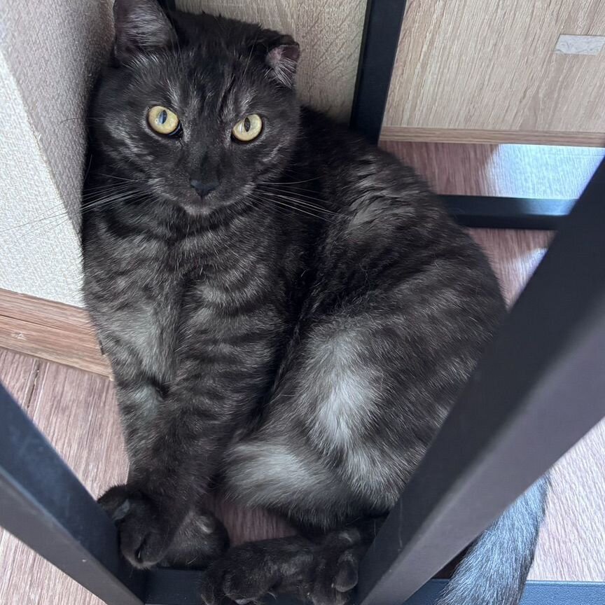 Взрослый кот в добрые руки