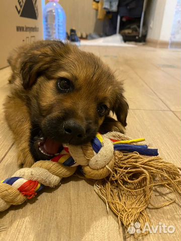 Щенок в добрые руки девочка