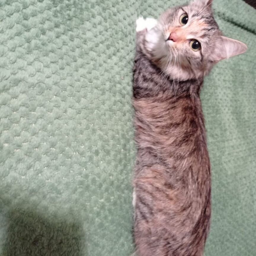 Кошечка