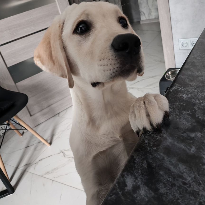 Лабрадор-ретривер, щенок