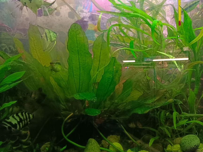 Аквариумные растения