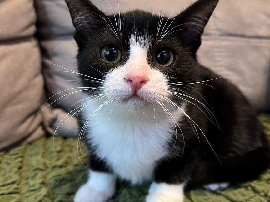 Котёнок Маркиз в добрые руки