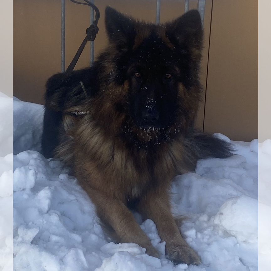 Немецкая овчарка вязка