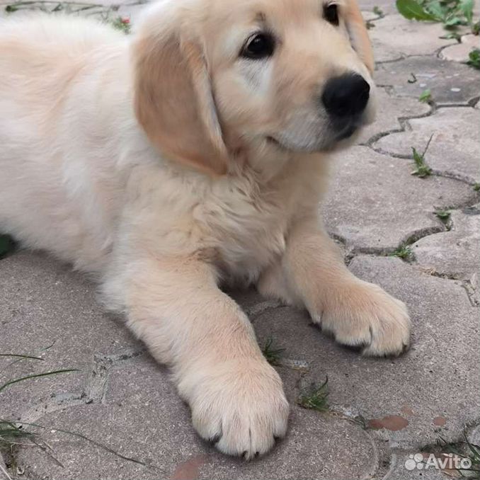 Золотистый ретривер питомник