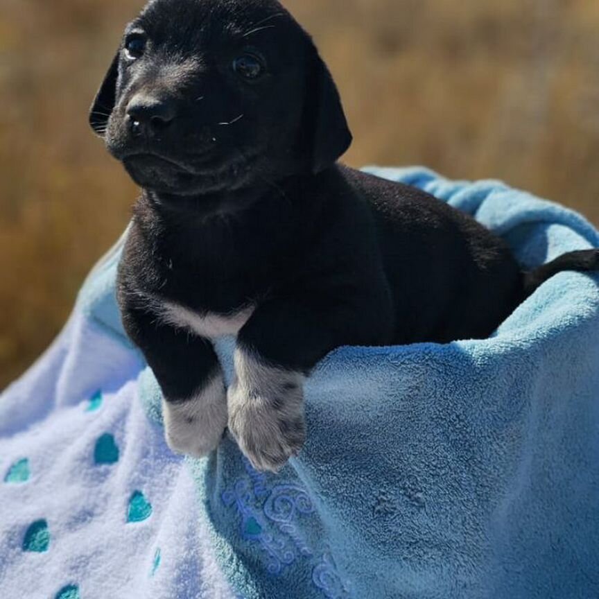 Охотник Пират ждет вас