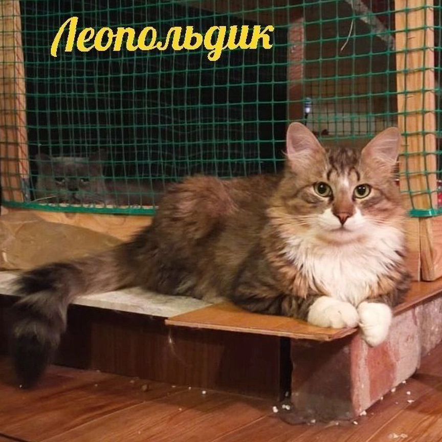 Кот в добрые руки