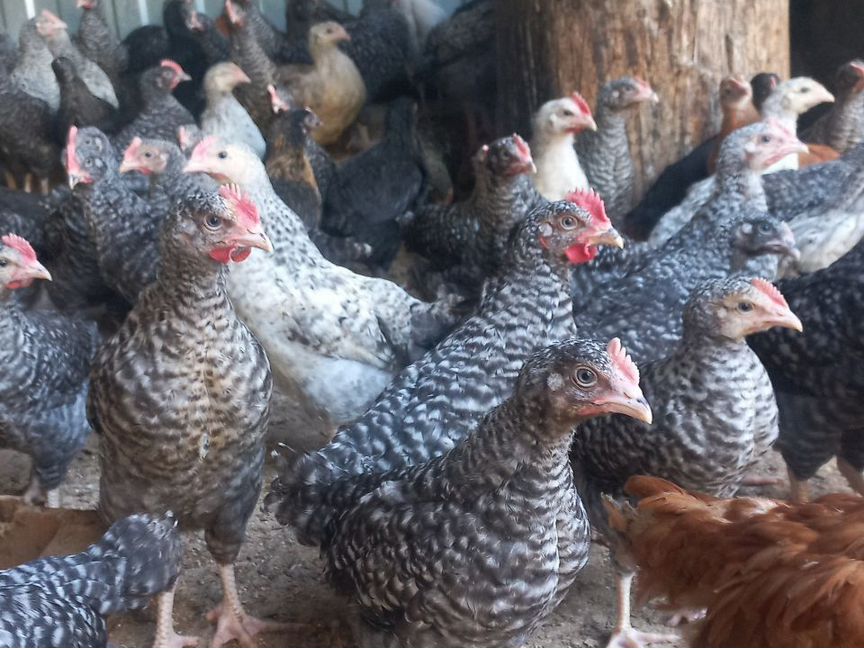 Цыплята мясояичного направления, подрощенные