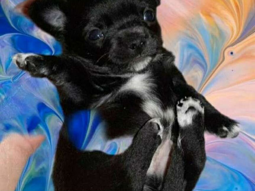 Щенки чихуахуа - большой выбор