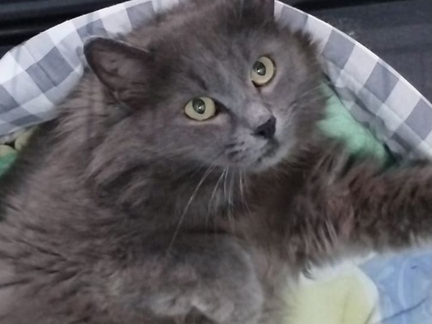 Кошка в дар