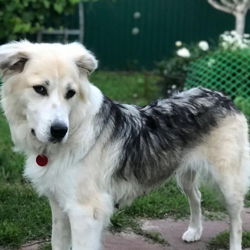 Собака в добрые руки отдам бесплатно