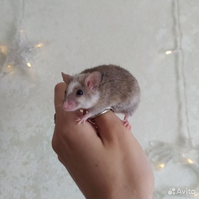 Мастомисы