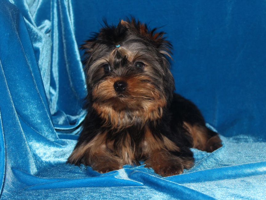 Славные мальчишки