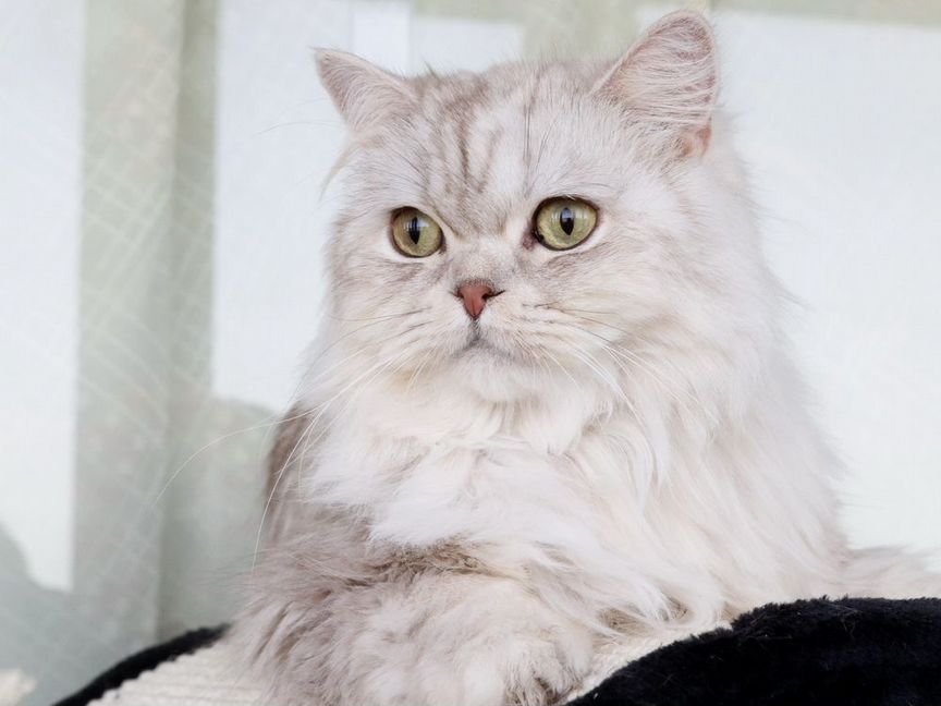 Длинношерстный серебристый британец