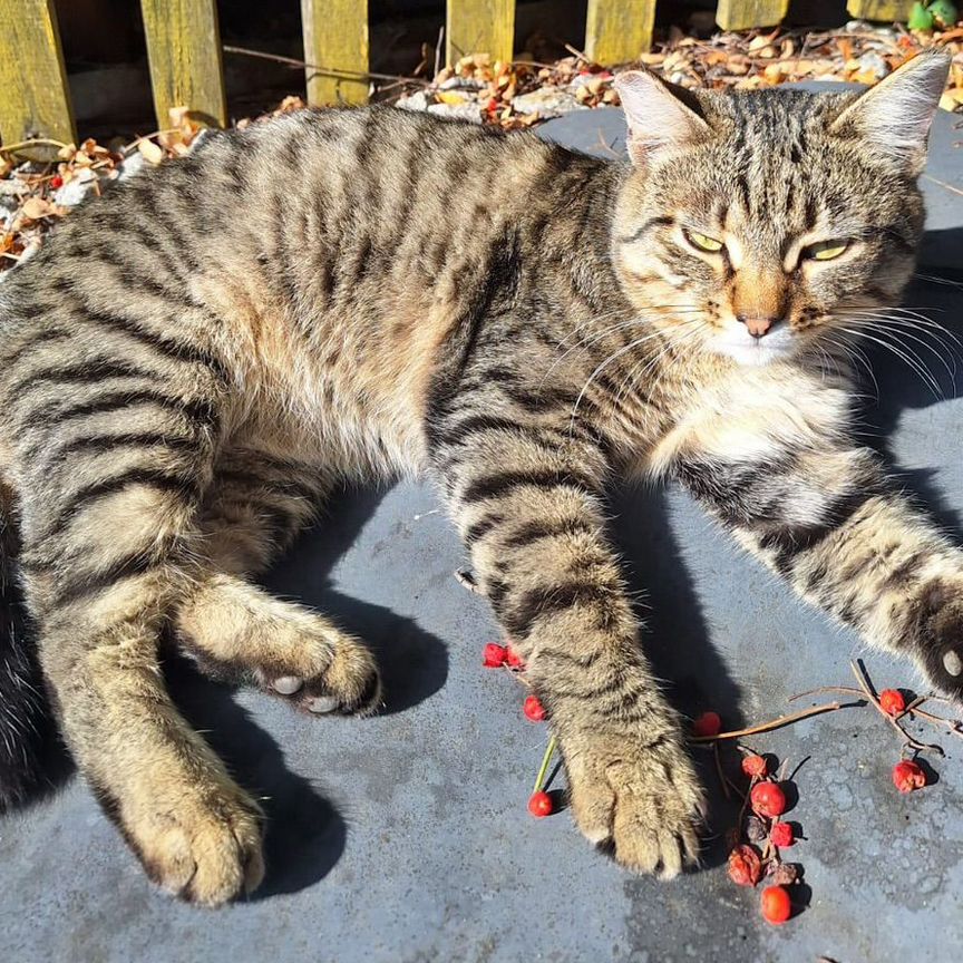 Котик Василёк