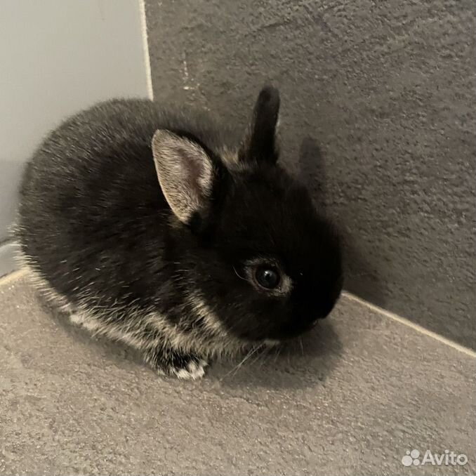 Декоративные крольчата