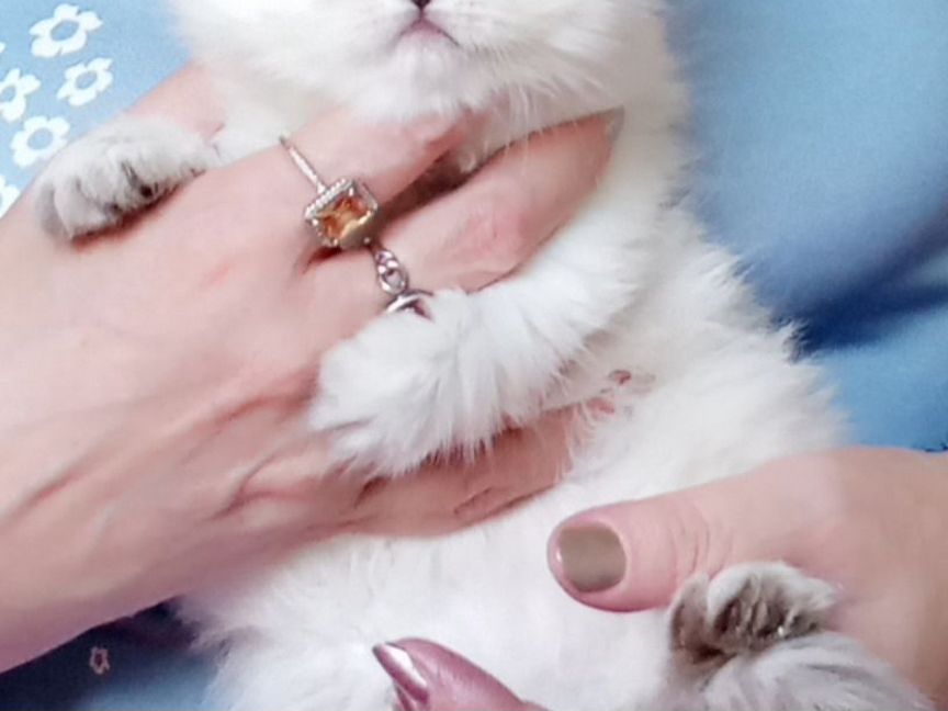 Персидская