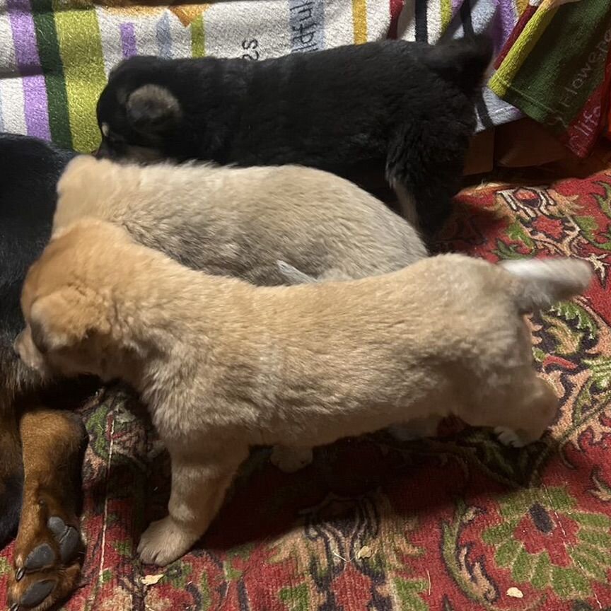 Немецкая овчарка, щенок