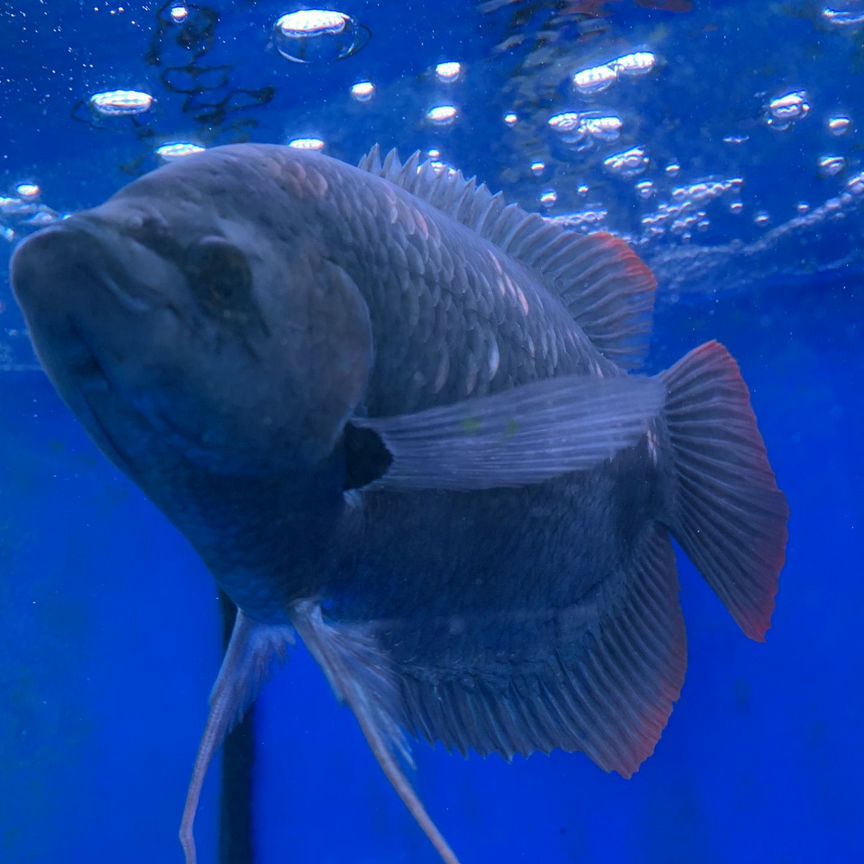 Гурами гигантский серый