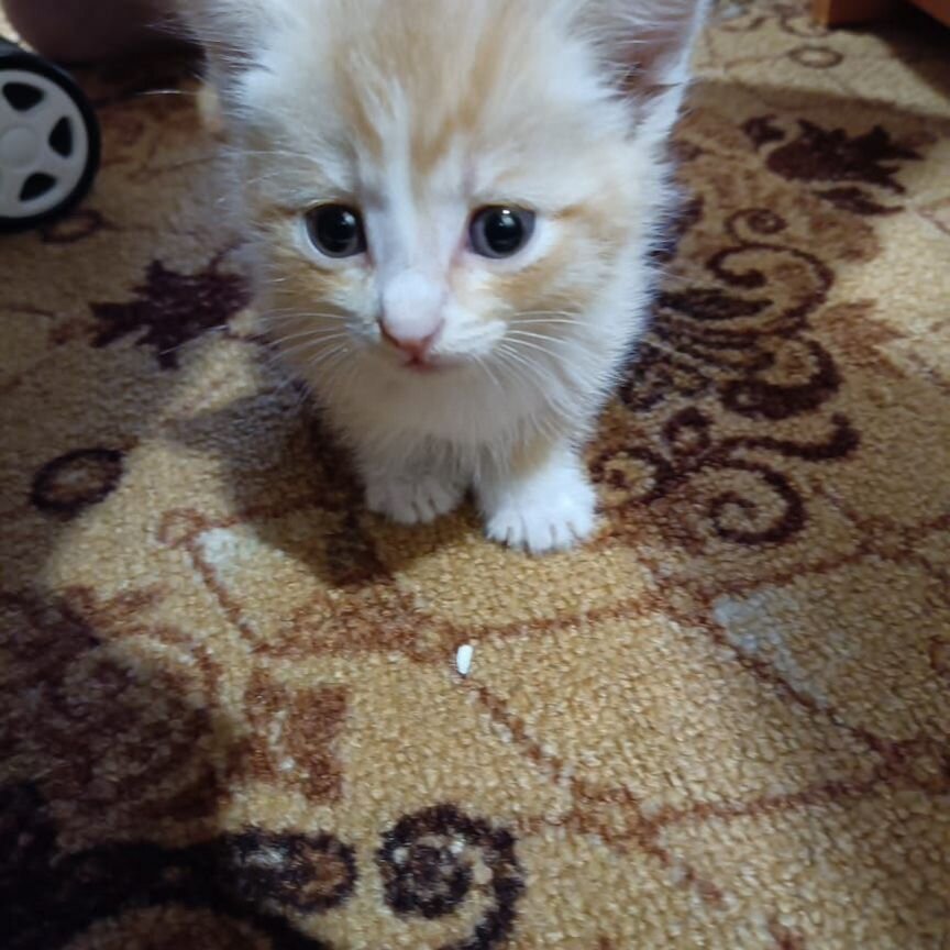 Малыш котик чубайс