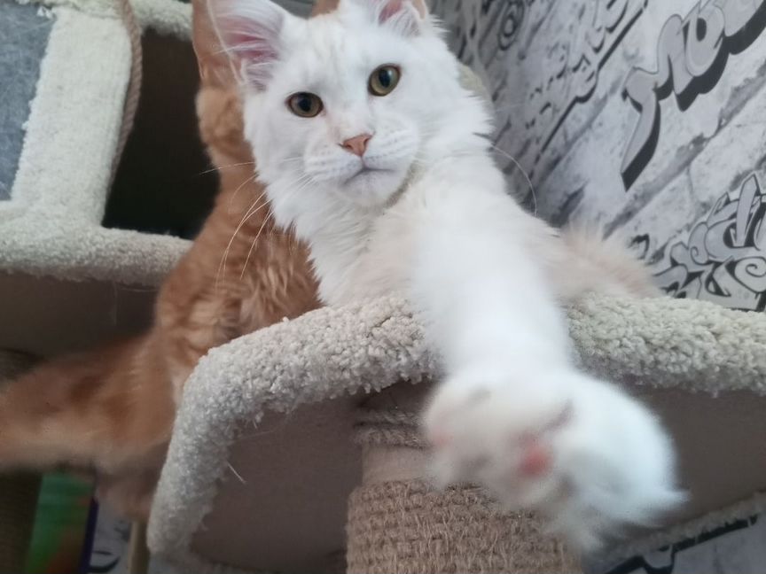 Котята мейн-кун