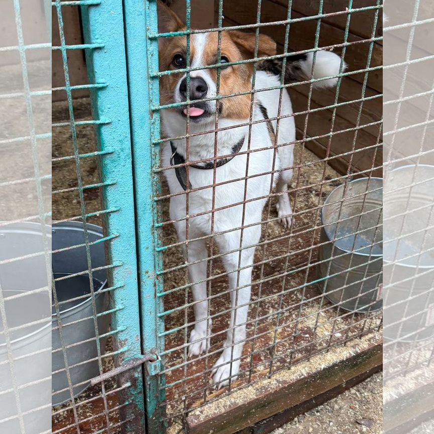 Взрослый пёс в добрые руки