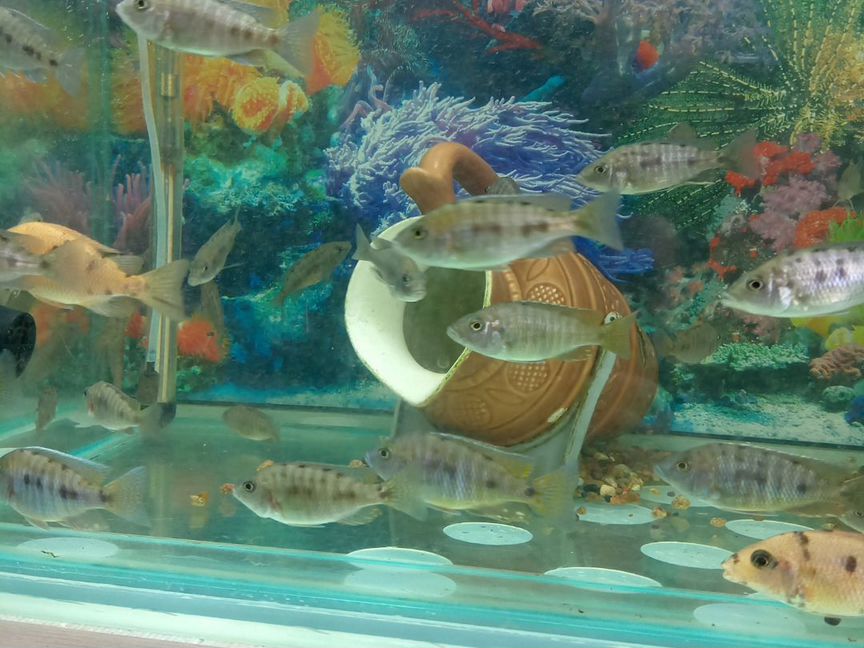 Аквариумные рыбки