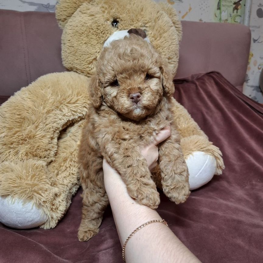 Той-пудель мальчик