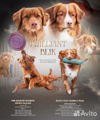 Новошотландский ретривер