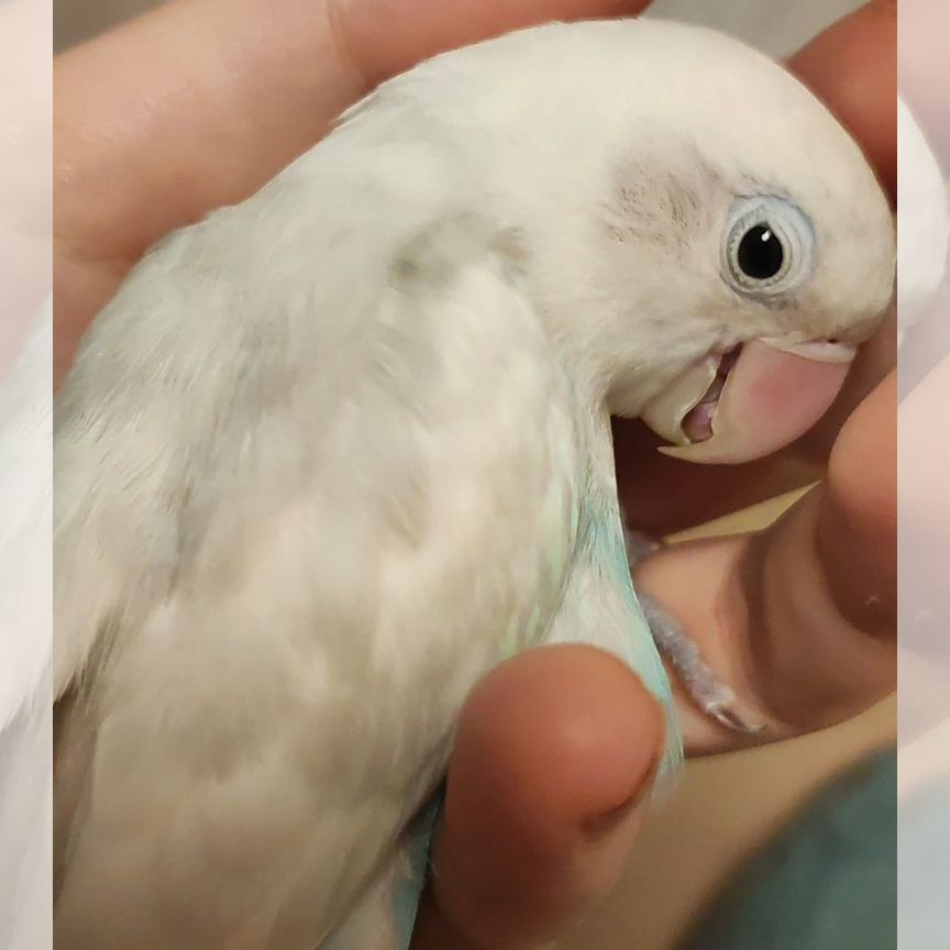 Ручная самка неразлучника