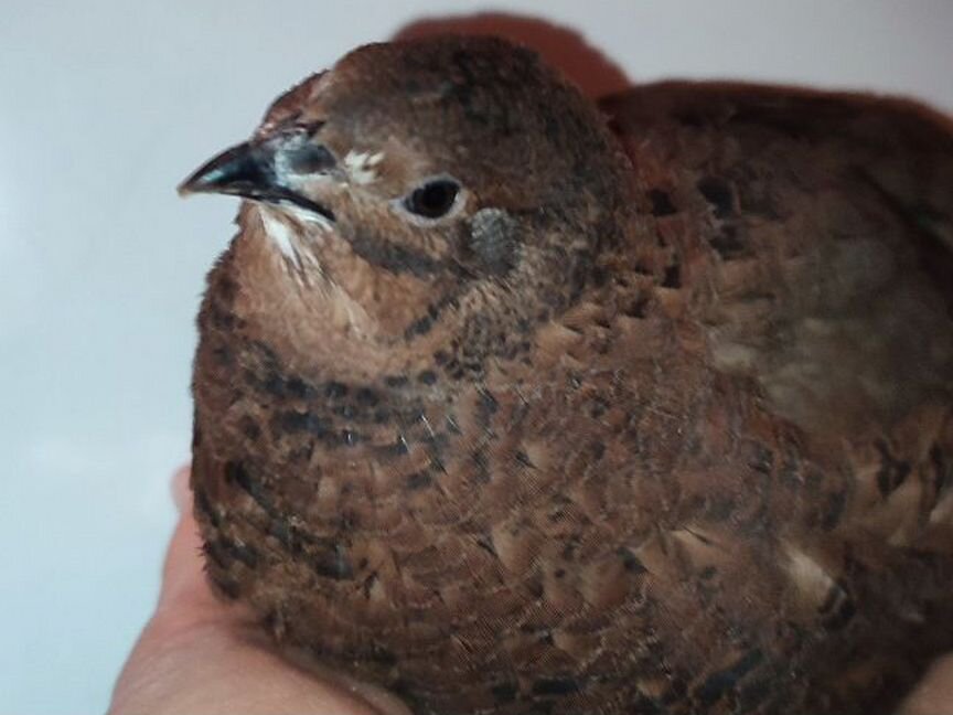 Перепела селадон продажа