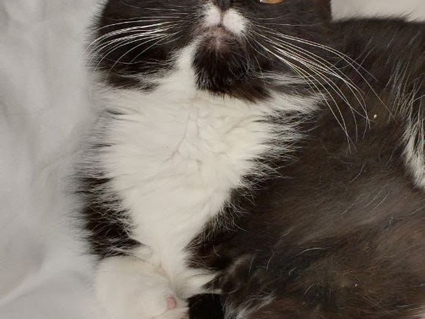 Котенок в добрые руки
