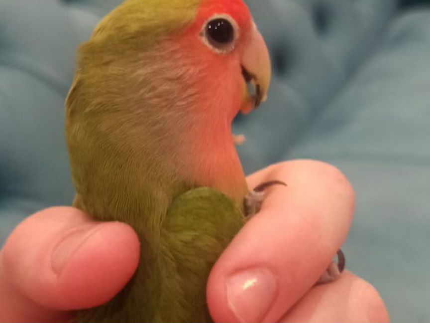 Попугай неразлучник