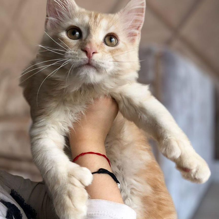 Котята мейн-кун полидакт