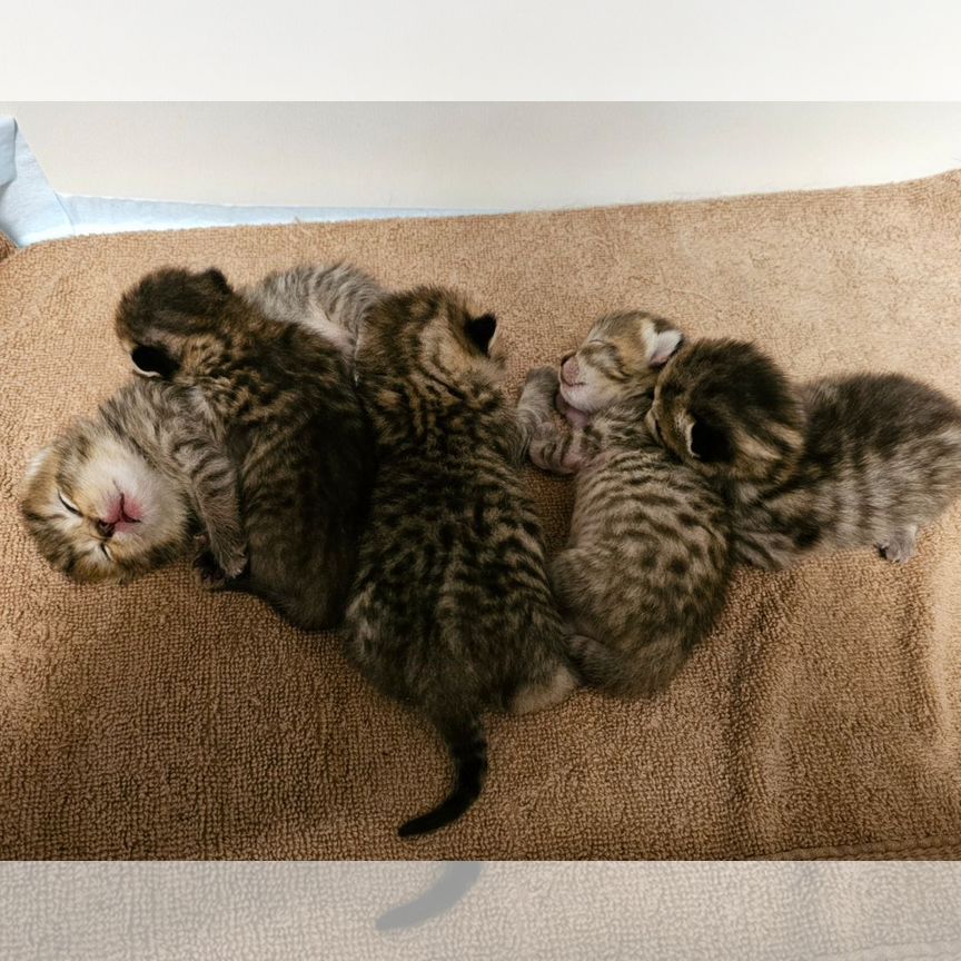 Шотландский прямоухий короткошёрстный котёнок